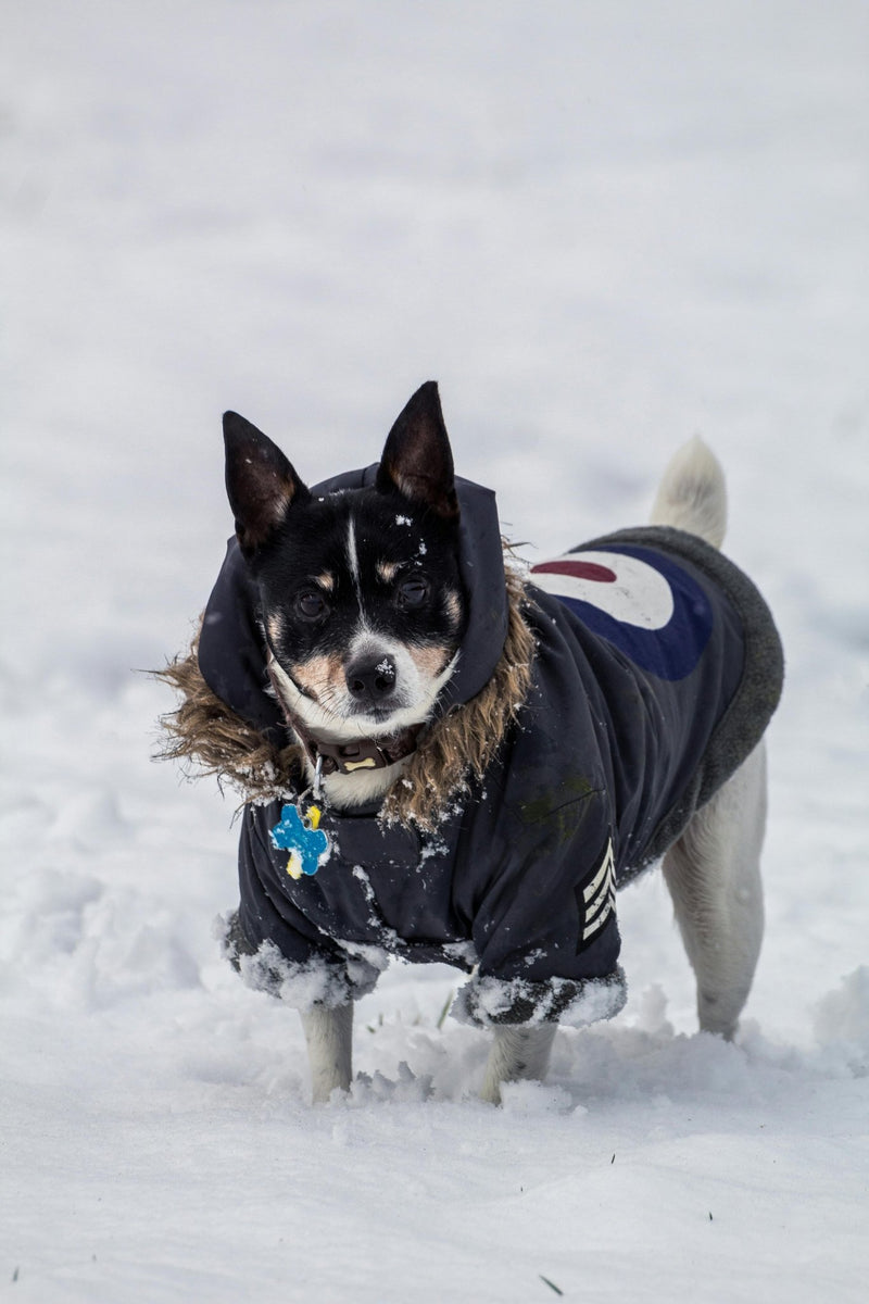 Best Dog Snowsuits to Keep Your Pup Warm This Winter | Hotdiggidydog ...